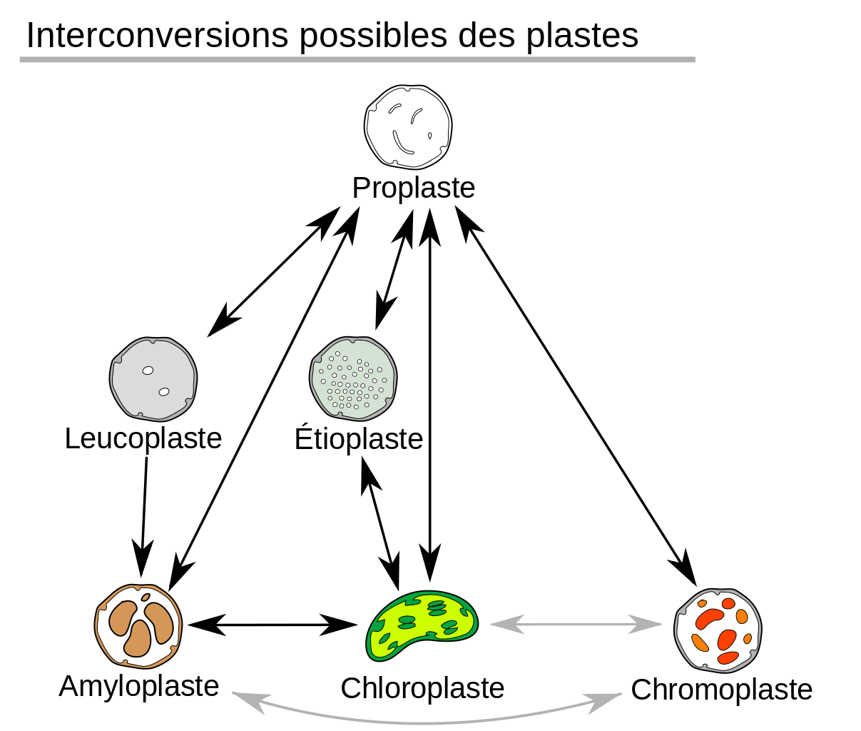 What is plastids, their structure, functions, discovery and types ...
