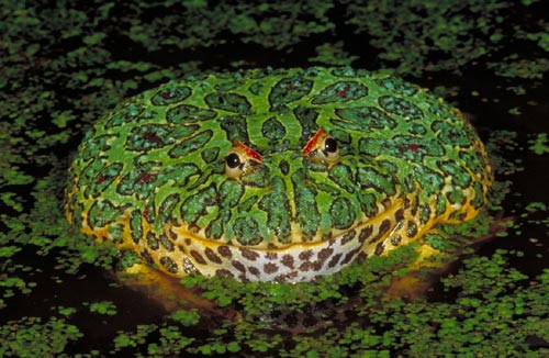 Unique frogs | Incredible Dot Com
