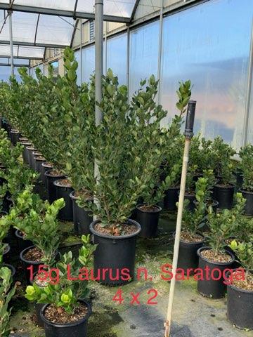 Plant Images and Relevant Information from John at WTN