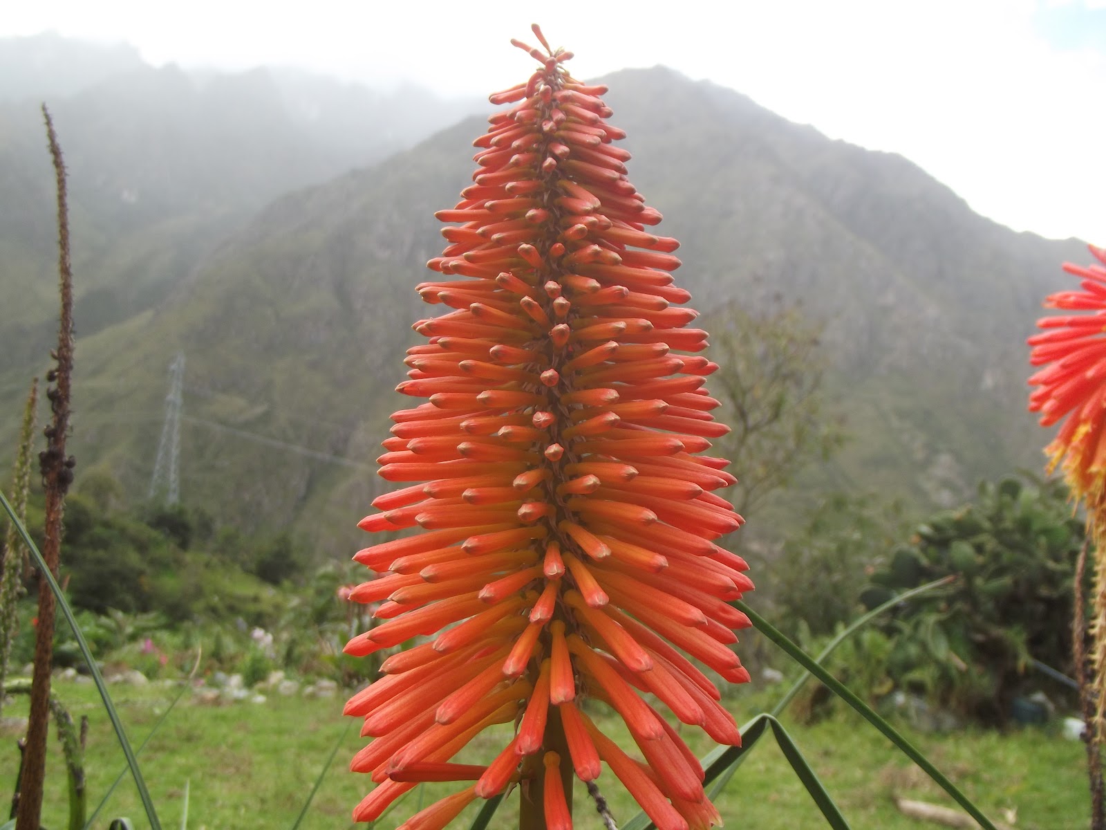 Andy's Fragments: Flowers of the Inca Trail in Peru