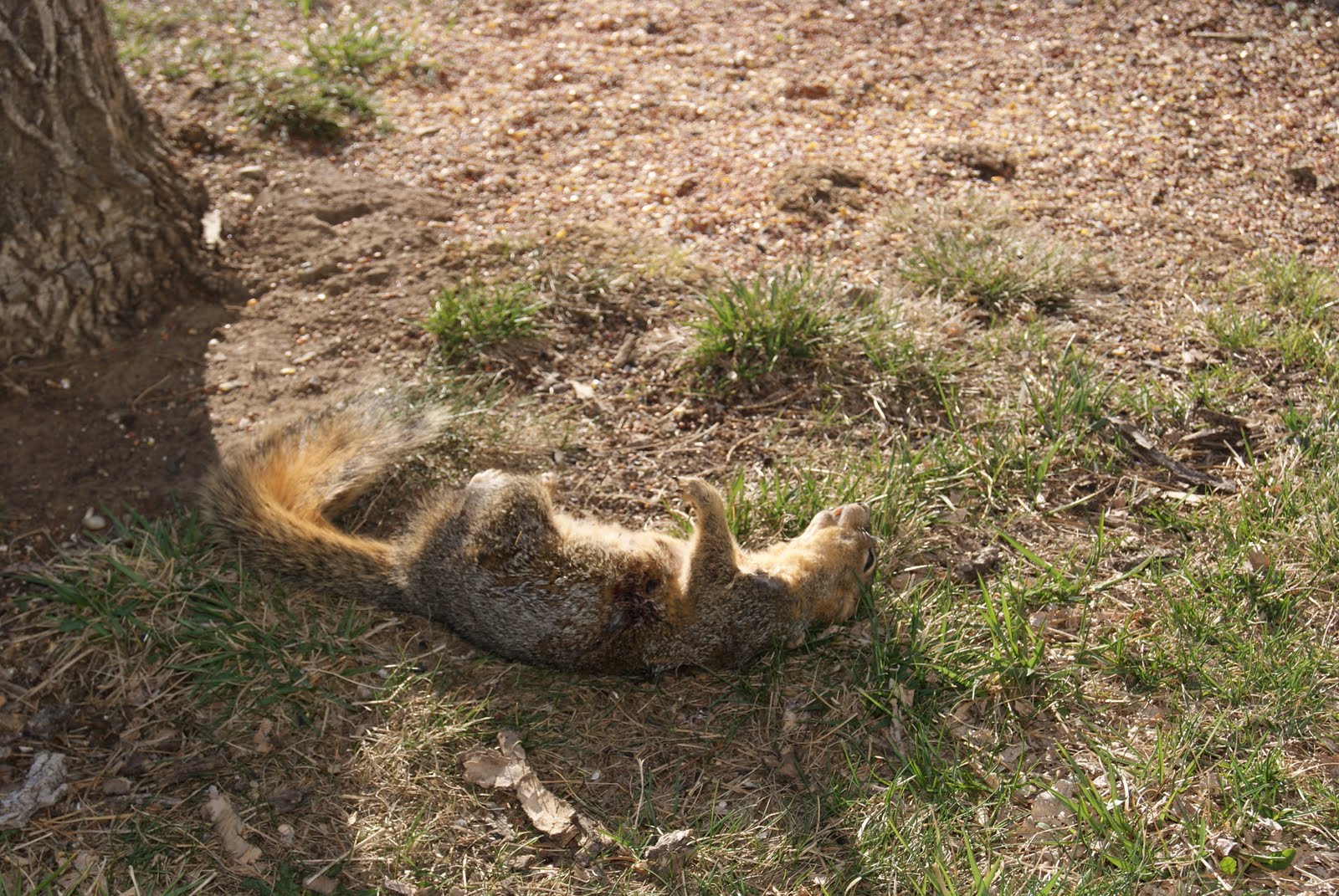 Kentucky Girl: Warning: Dead Squirrel Picture