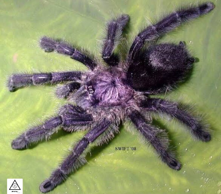AVİCULARİA PURPUREA TARANTULA