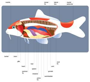 Kois For the Big Boys: The Parts of Koi Fish Body