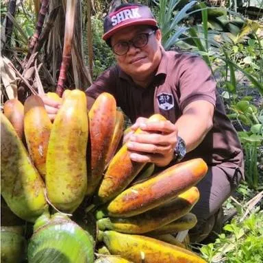 Dikira Hoax Ini 6 Fakta pisang raksasa (Musa Ingens) Di Papua ...