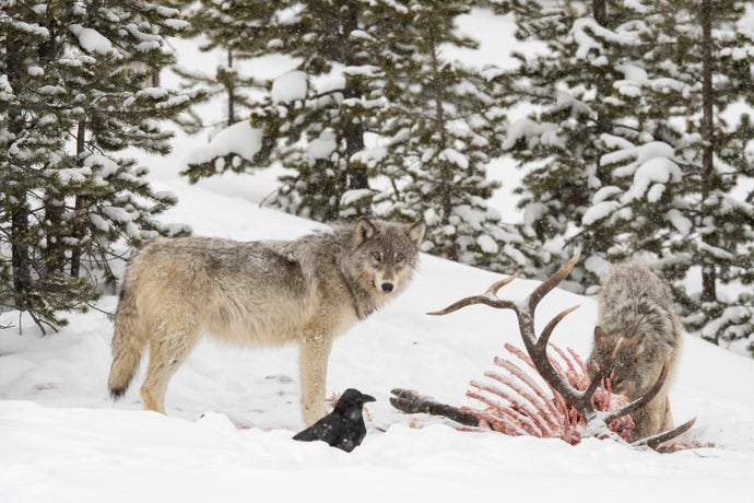 The Rural Blog: Wolves have been back in Yellowstone Park for 25 years