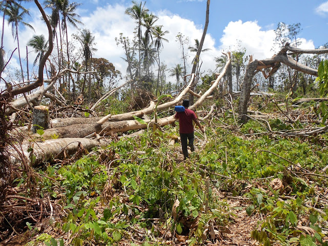 Micronesia Miracles: Romanum (Island of Chuuk) after Typhoon Maysak