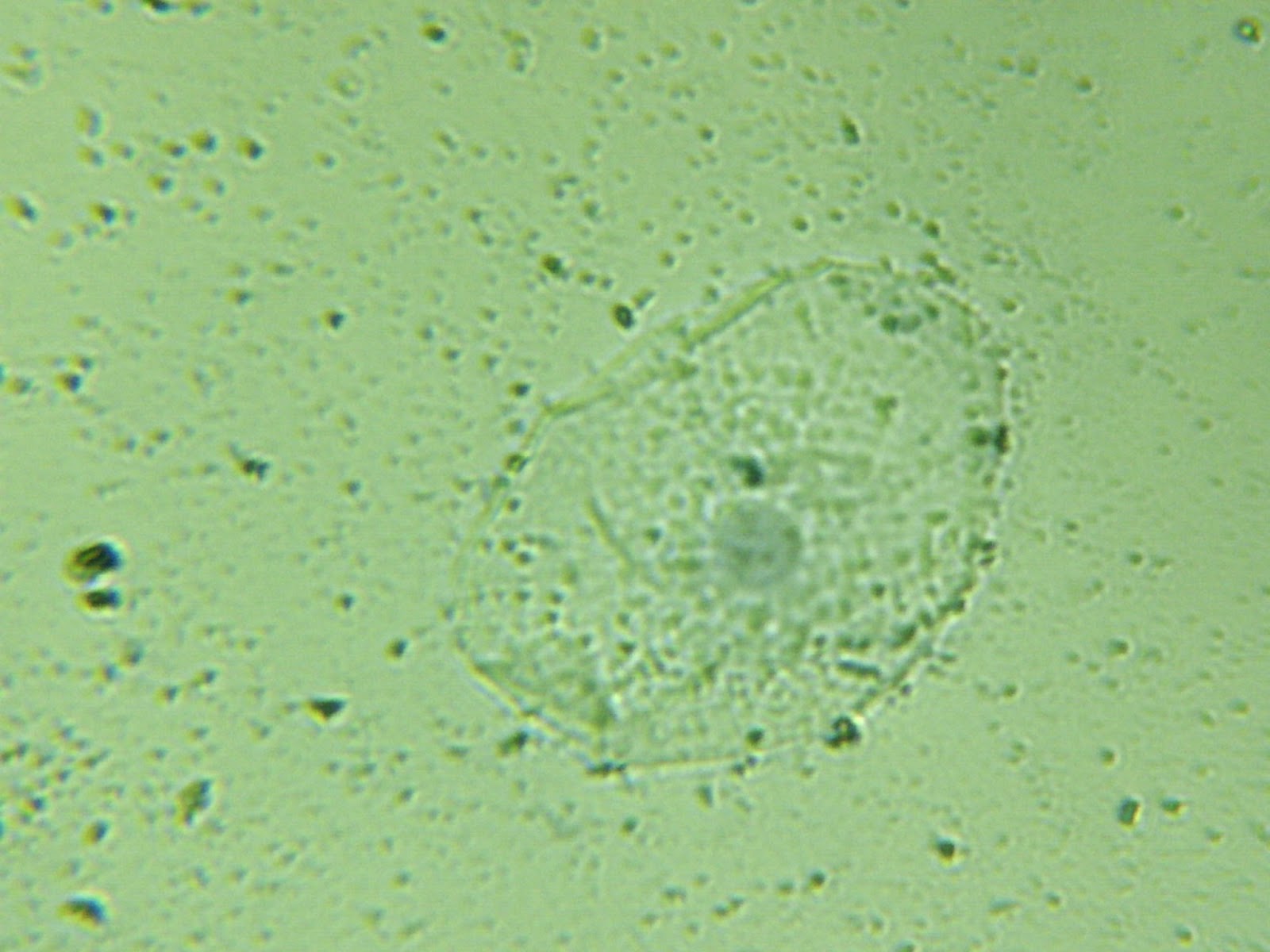 CIENCIAS JPL: CÉLULAS EPITELIO BUCAL