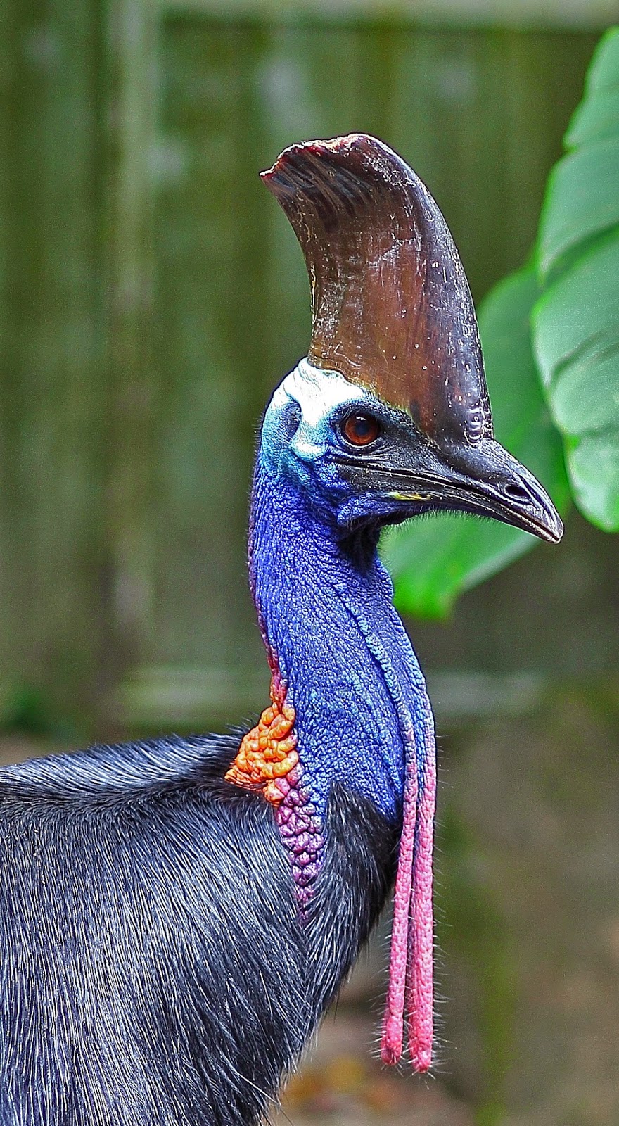 BunyipCo: Cassowary Update