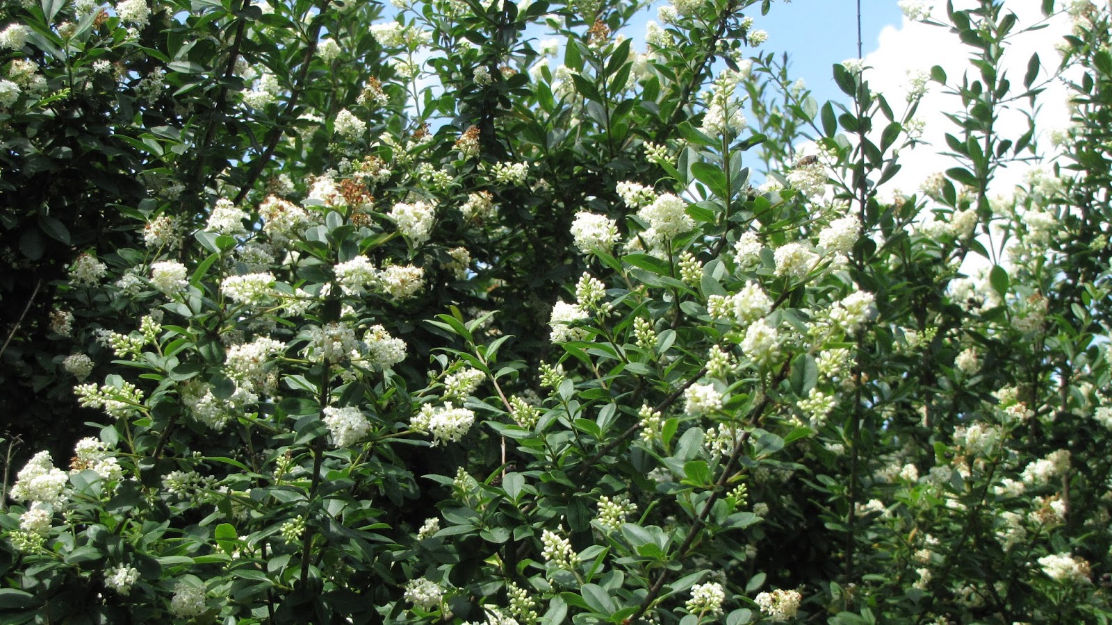 Rothenblog: Die Ligusterhecke blüht