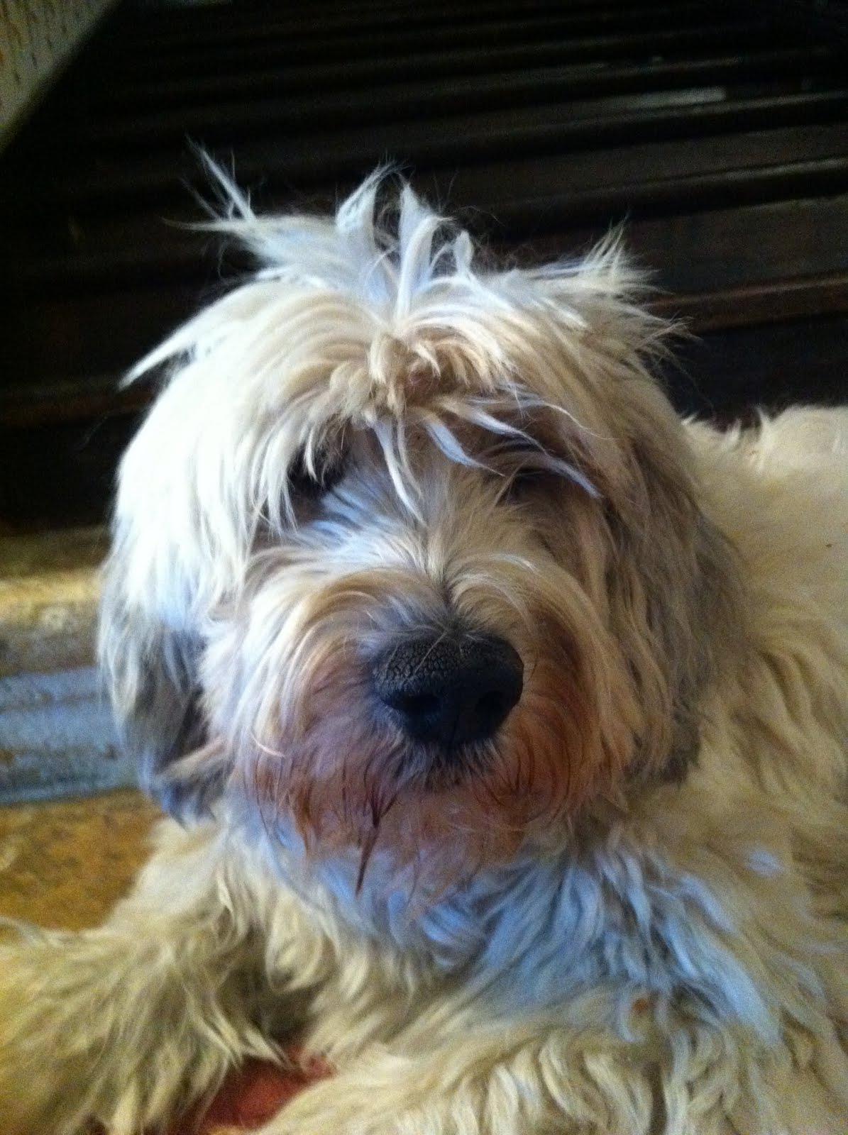 Wilf the PON discovers France.: Outlandish behaviour