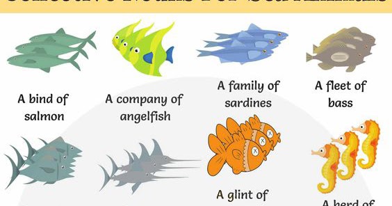 Online English courses : collective nouns for sea animals in English