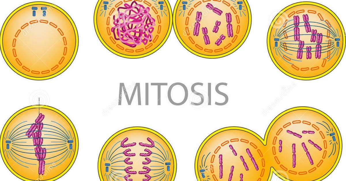 IT'S ALL ABOUT SCIENCE: Mitotic Cell Division (MITOSIS) IT'S ALL ABOUT SCIENCE: Mitotic Cell Division (MITOSIS)