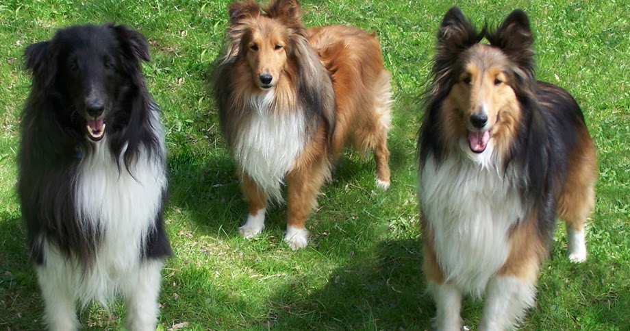 Three Dogs in a Garden: MEET THE BOYS