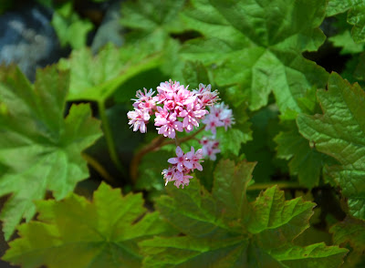 Darmera peltata - Indian rhubarb - Umbrella plant care and culture ...