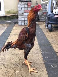 Raças de Galos - Galo de Combate Shamo (Japão)