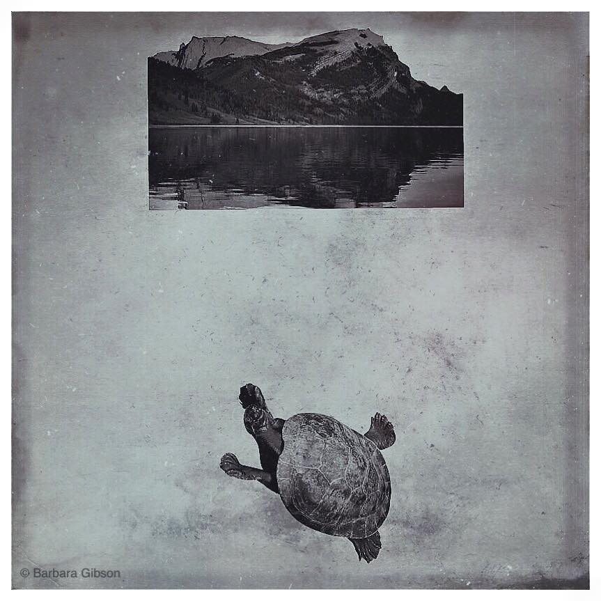 BARBARA GIBSON: GibsonGraphics - Nature series collage