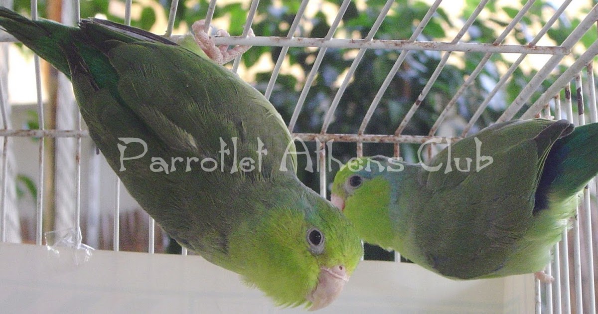 Parrotlet Athens Club: Parrotlet - Breeders Athens Greece