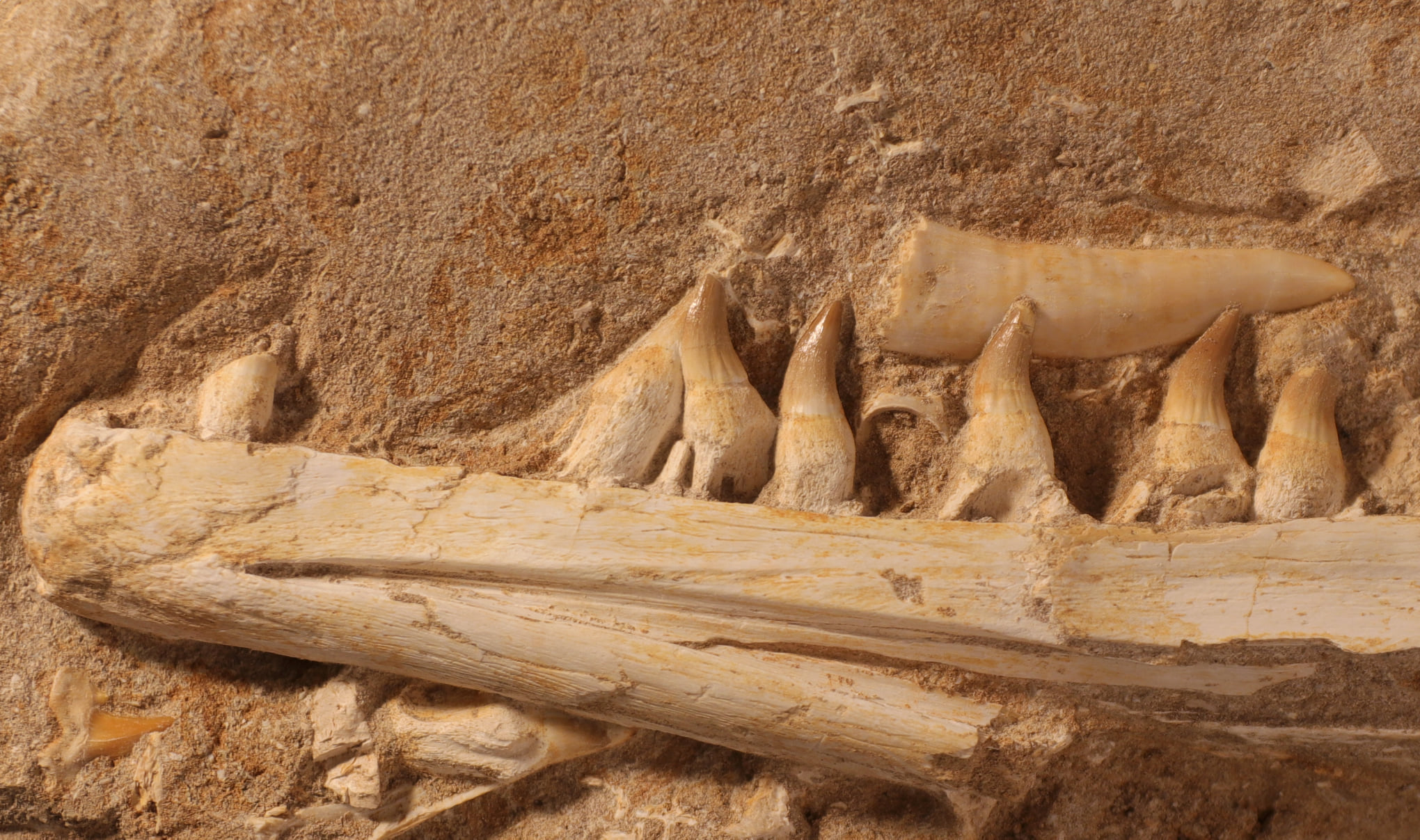 Species New to Science: [Paleontology • 2021] Pluridens serpentis • A ...