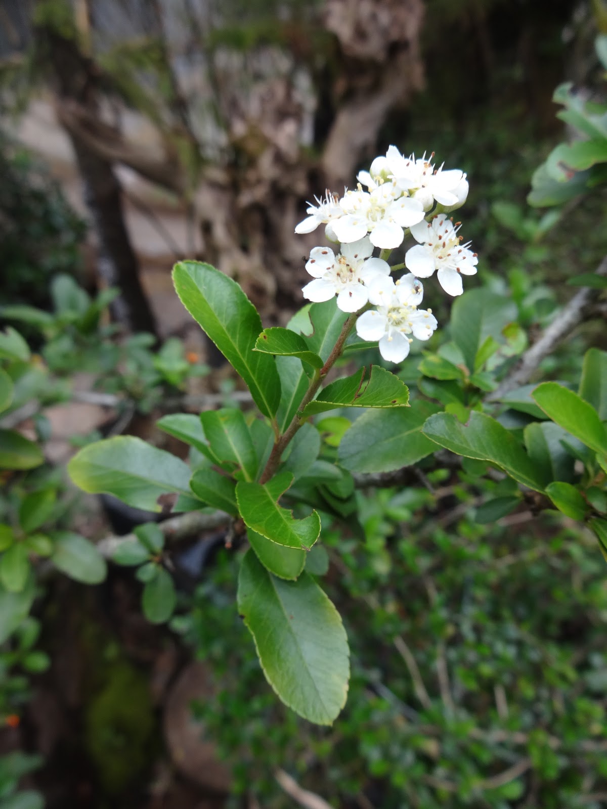 Pyracantha Plants For Sale