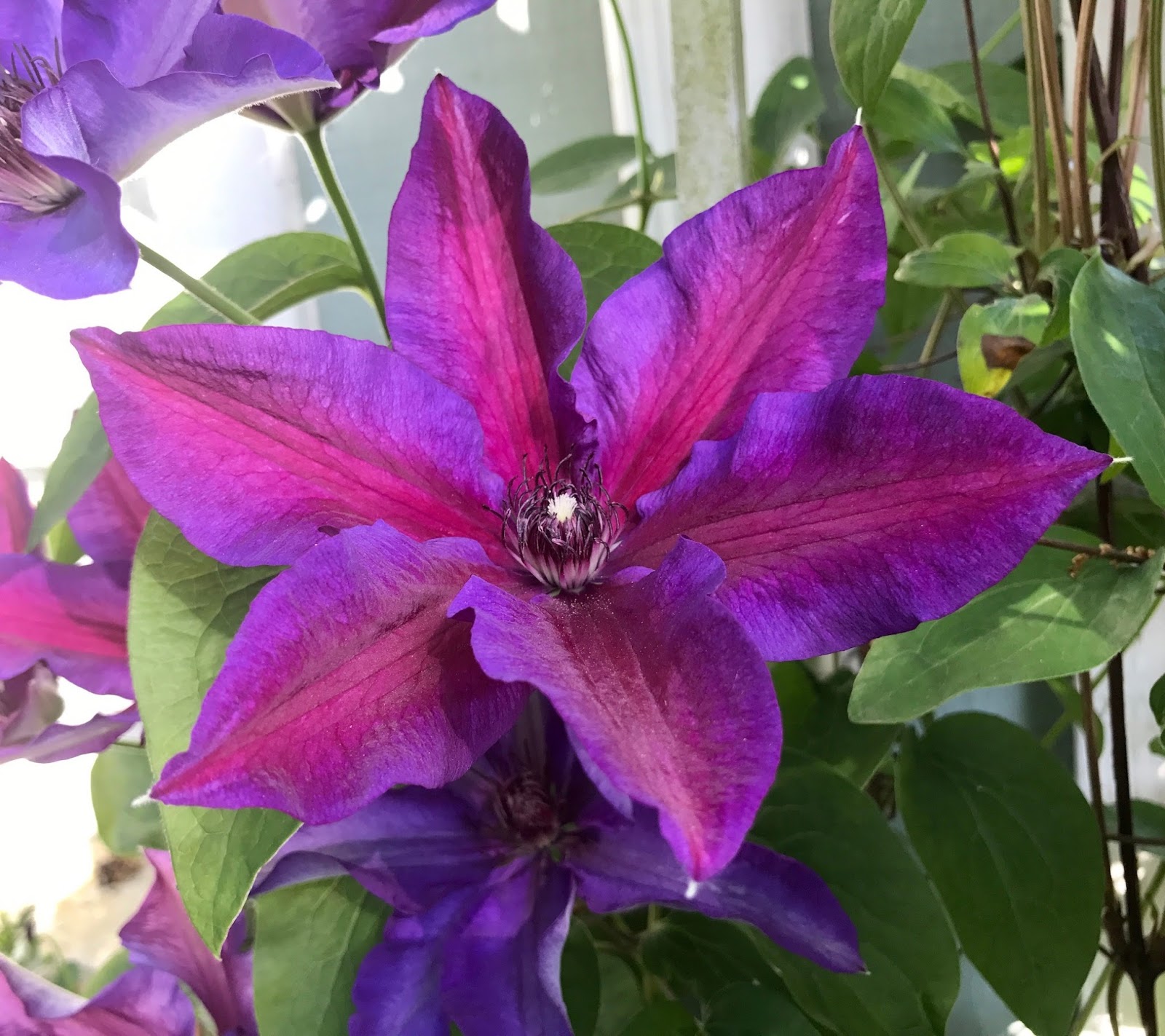 Teresa Kasner: Flowers, Hex Sign and Resistance