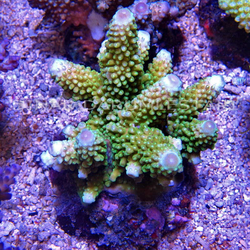 PT. DINAR DARUM LESTARI: Acropora spp