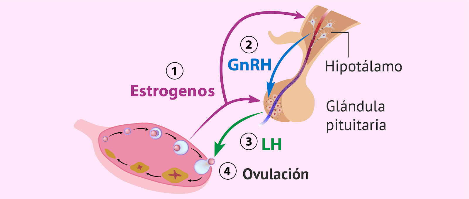 BIOLOGIA: OVOGÉNESIS Y ESPERMATOGÉNESIS
