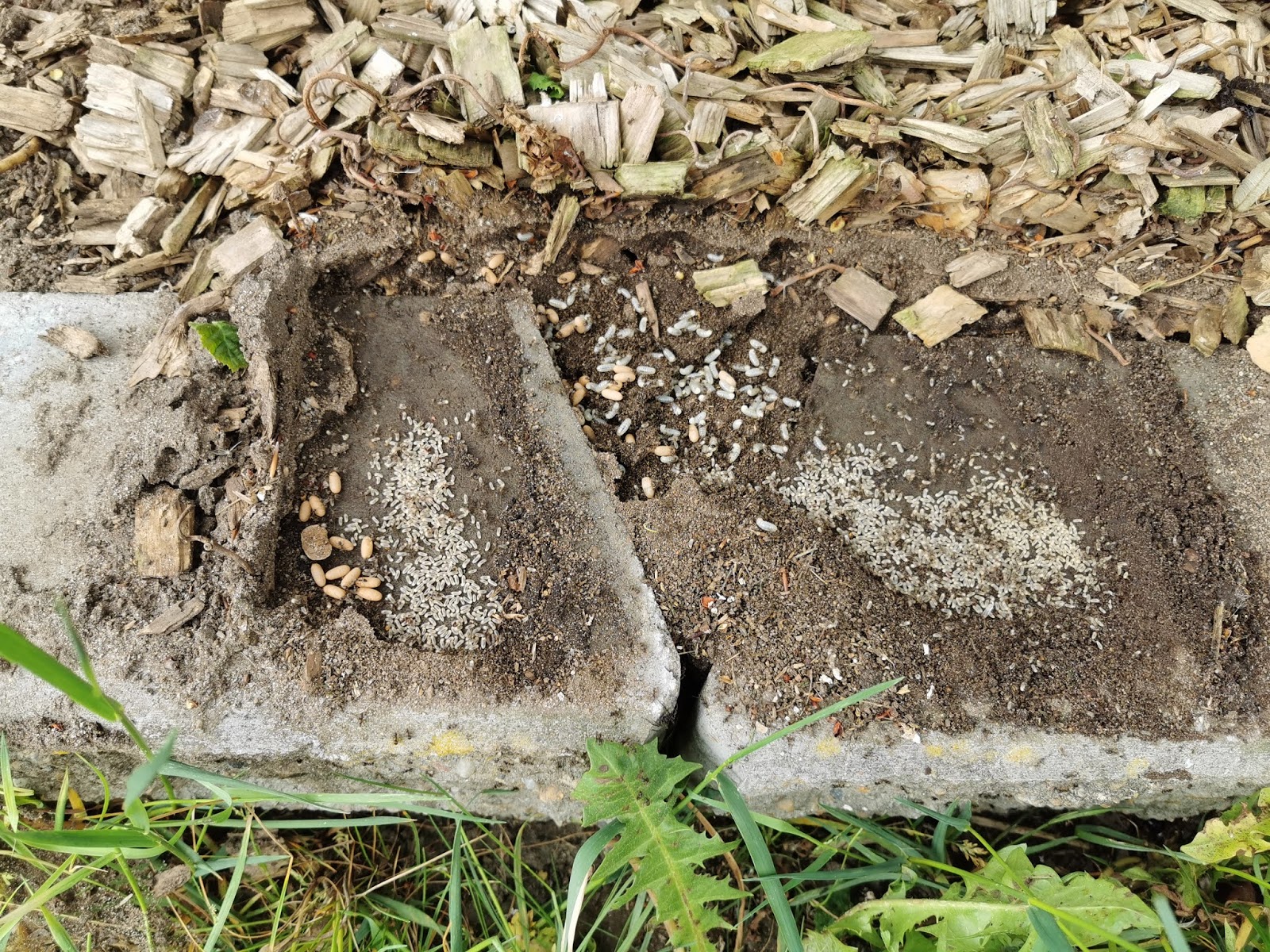 Flesthverdage: Kryb i haven...