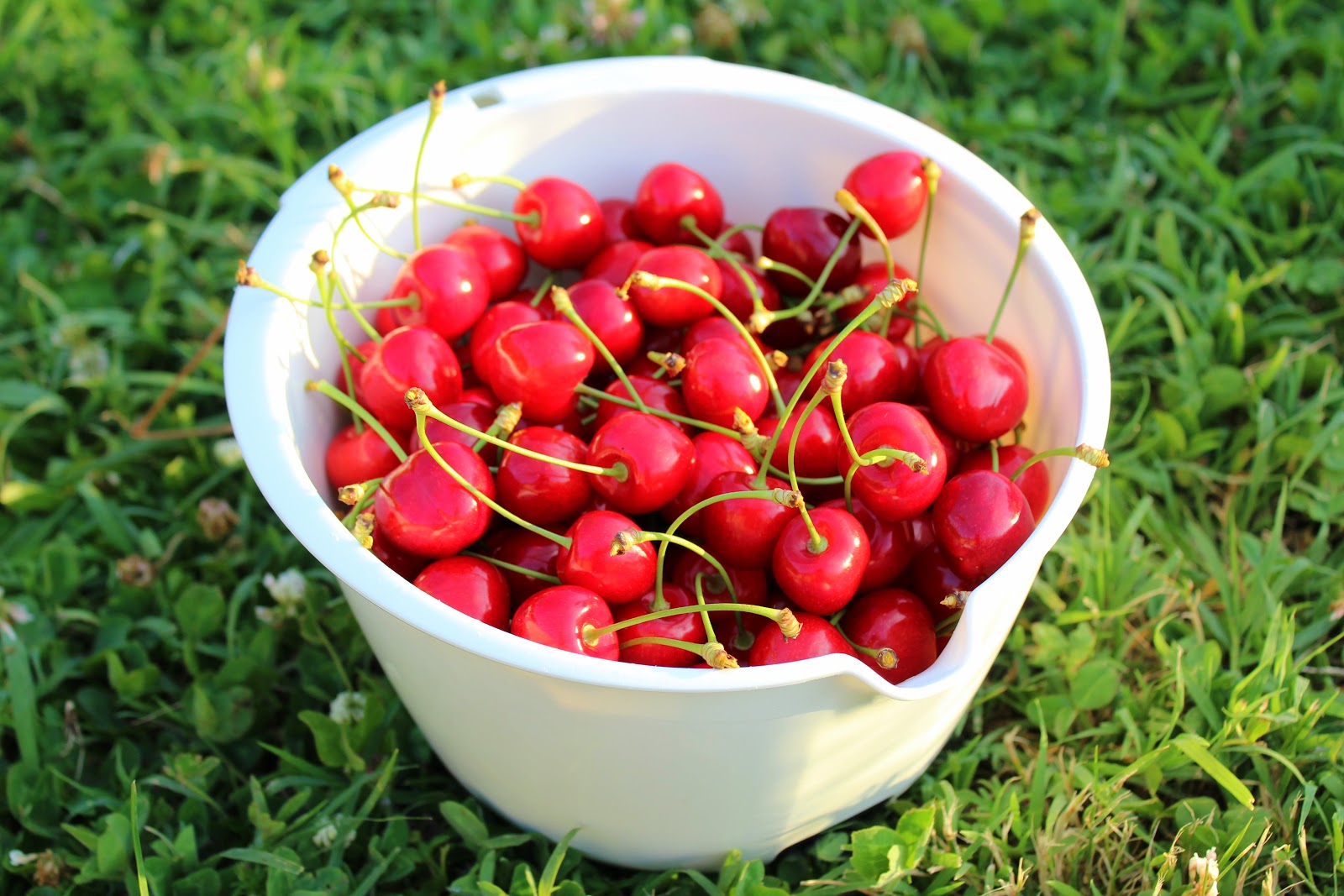 La saison des cerises est arrivée