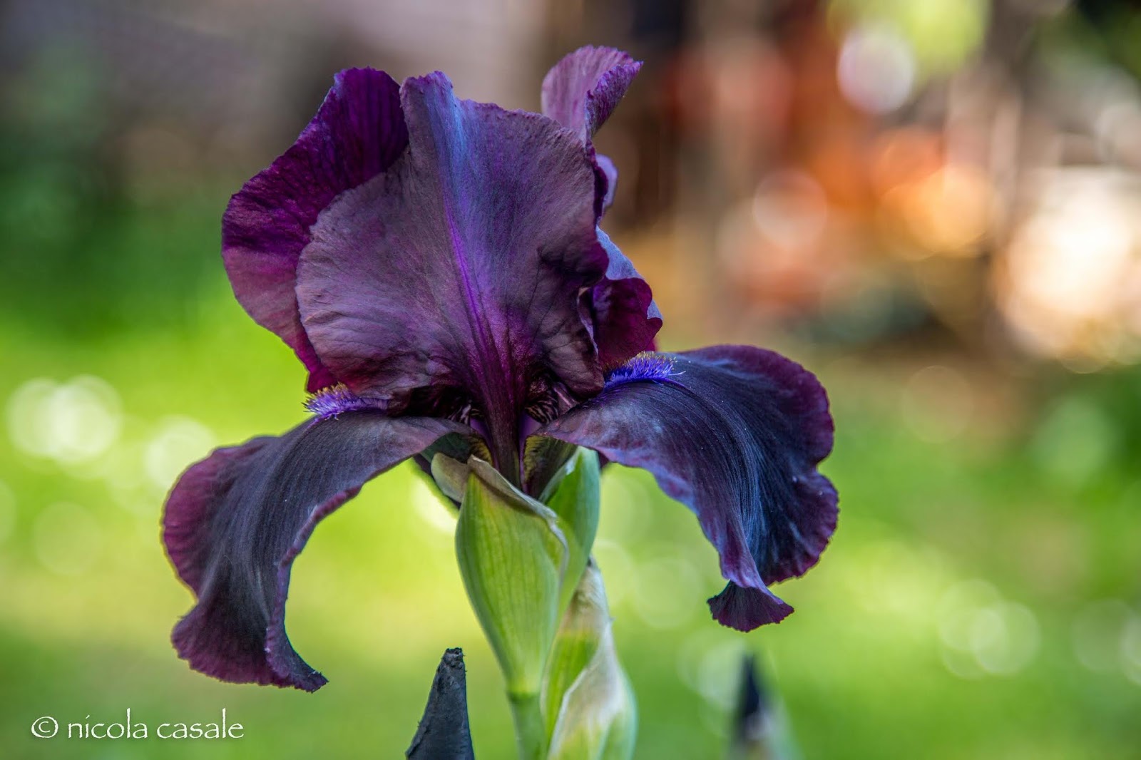 L'orto dei colori: Iniziano LE Iris.