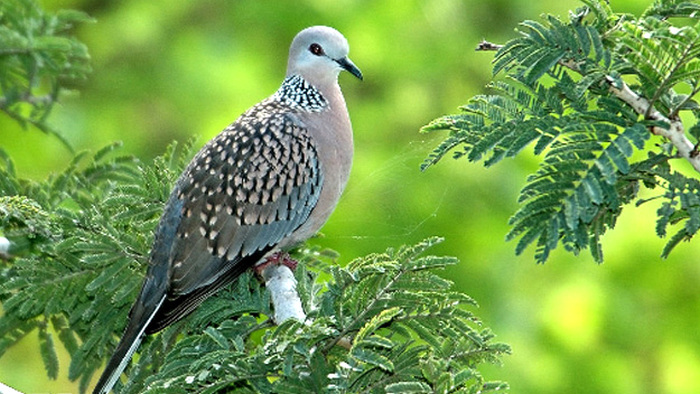 Makanan Burung Perkutut Supaya Gacor dan Rajin Manggung