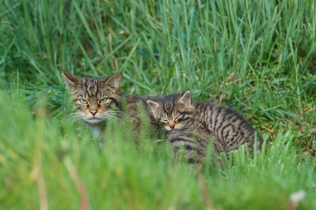 British Wildlife Centre ~ Keeper's Blog: Wildcat Kittens