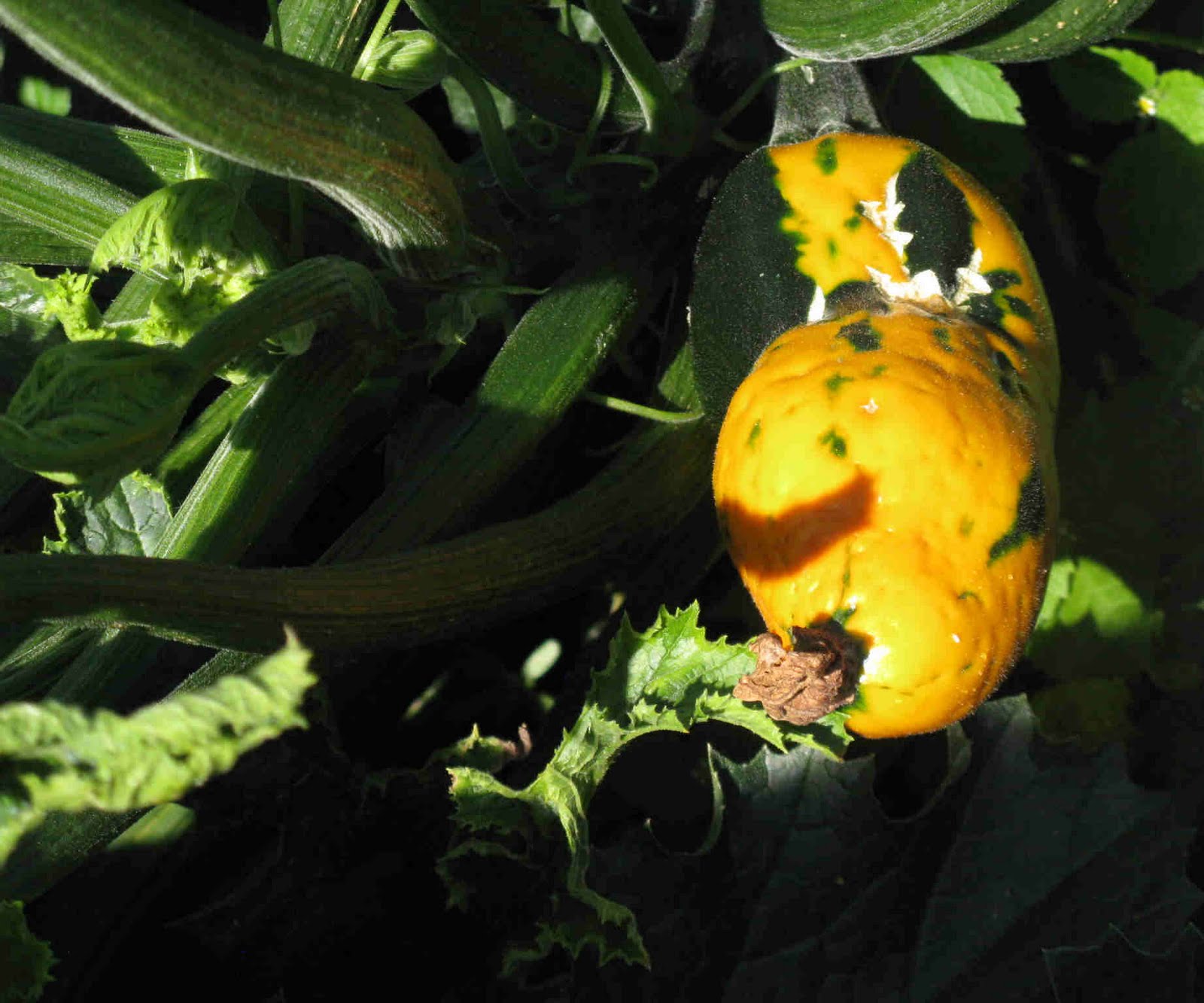 Front Range Food Gardener: Squash viruses