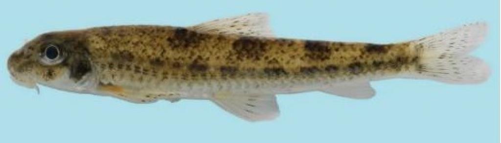 Artes de Pesca: ACTINOPTERYGII