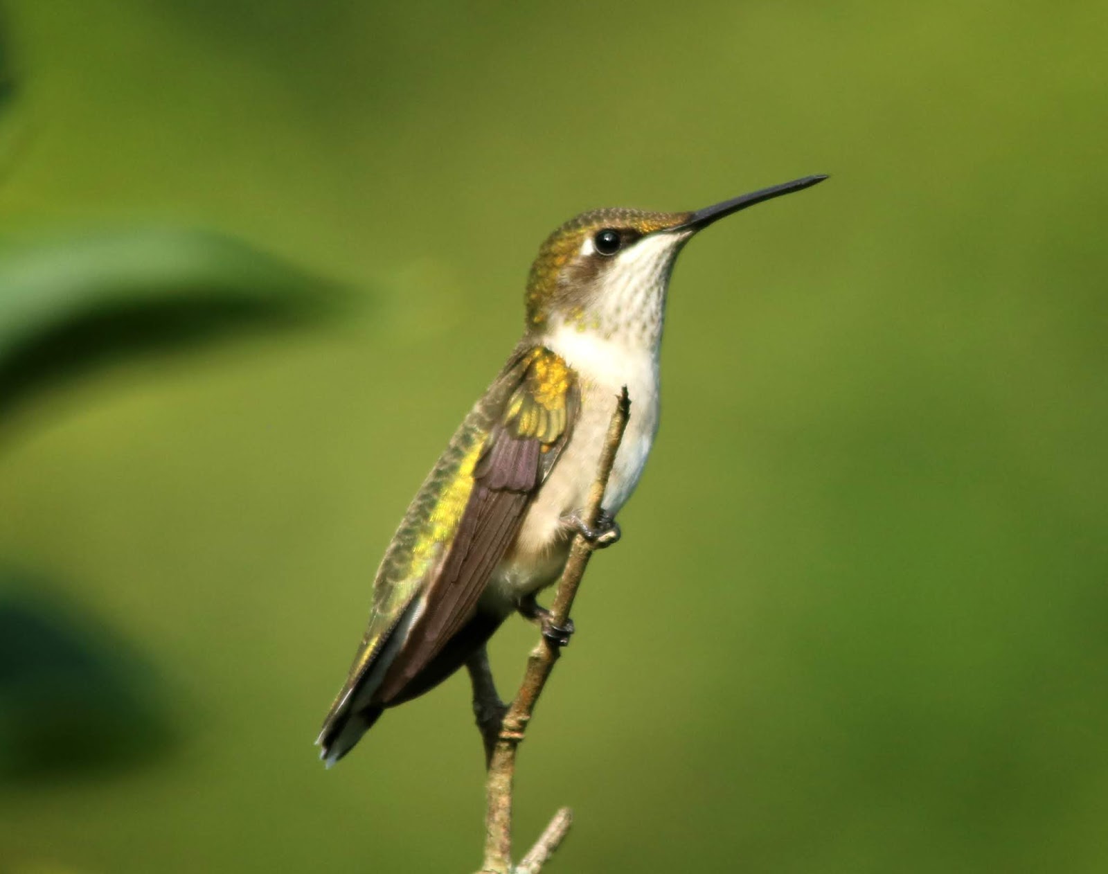 Here and There: Day 185 - 14th August 2018 - Hummingbird, Northern ...