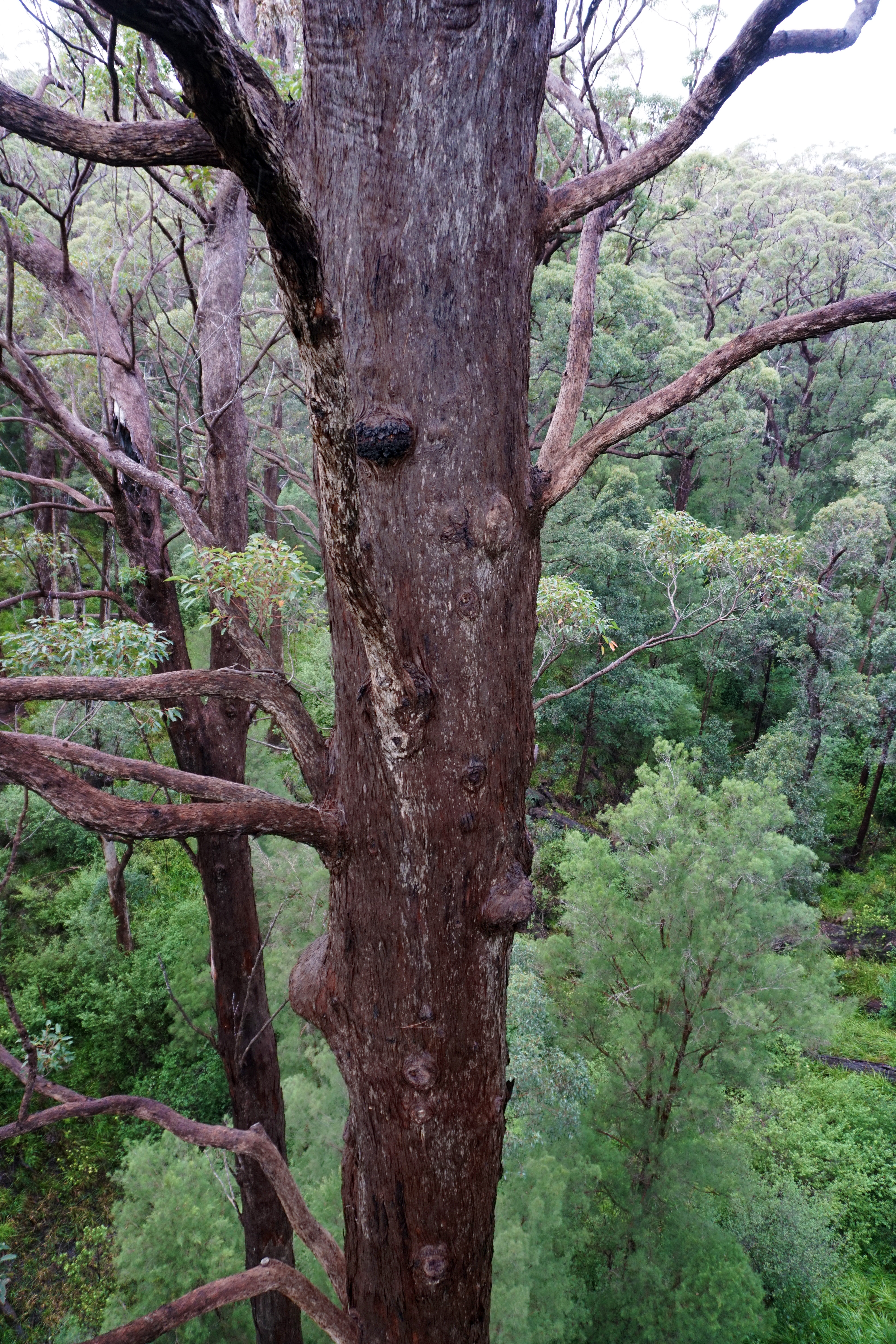 Munda Biddi Trail (WA) - Walpole to Booner Mundak ~ The Long Way's Better