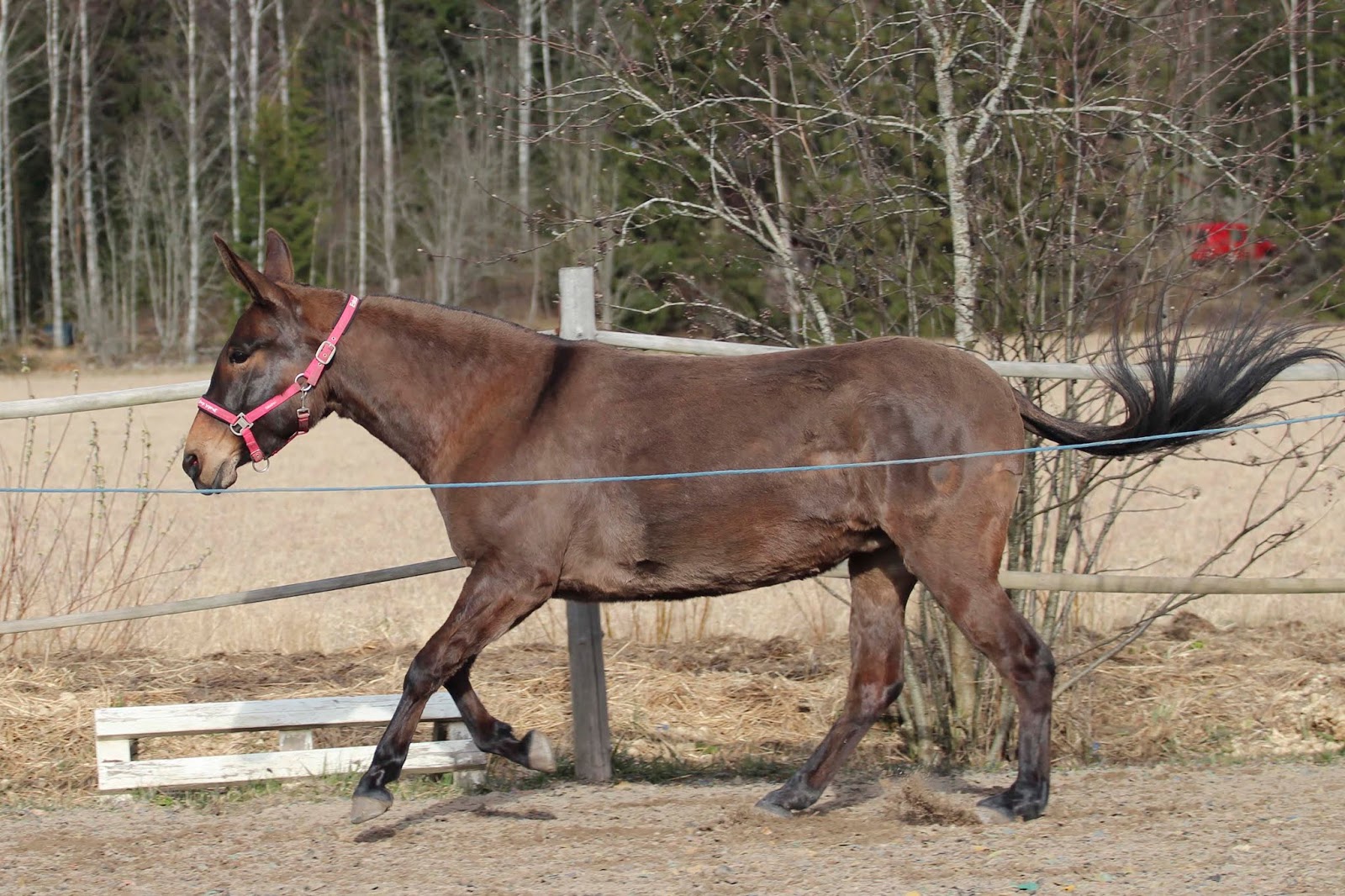 Muuliprojekti: Vuoden ensimmäiset irtohypytykset, Muuli heittämällä yli ...