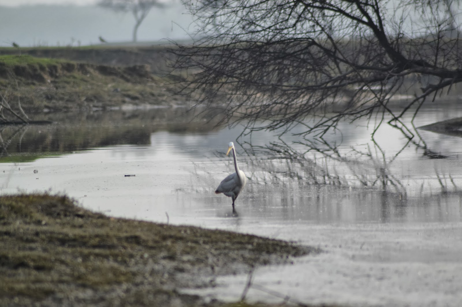 Wild Life: Keetham Lake, Agra
