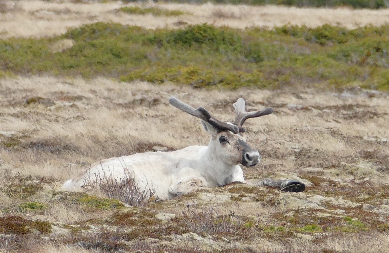 Traveling with Pam: Cow Head, Newfoundland