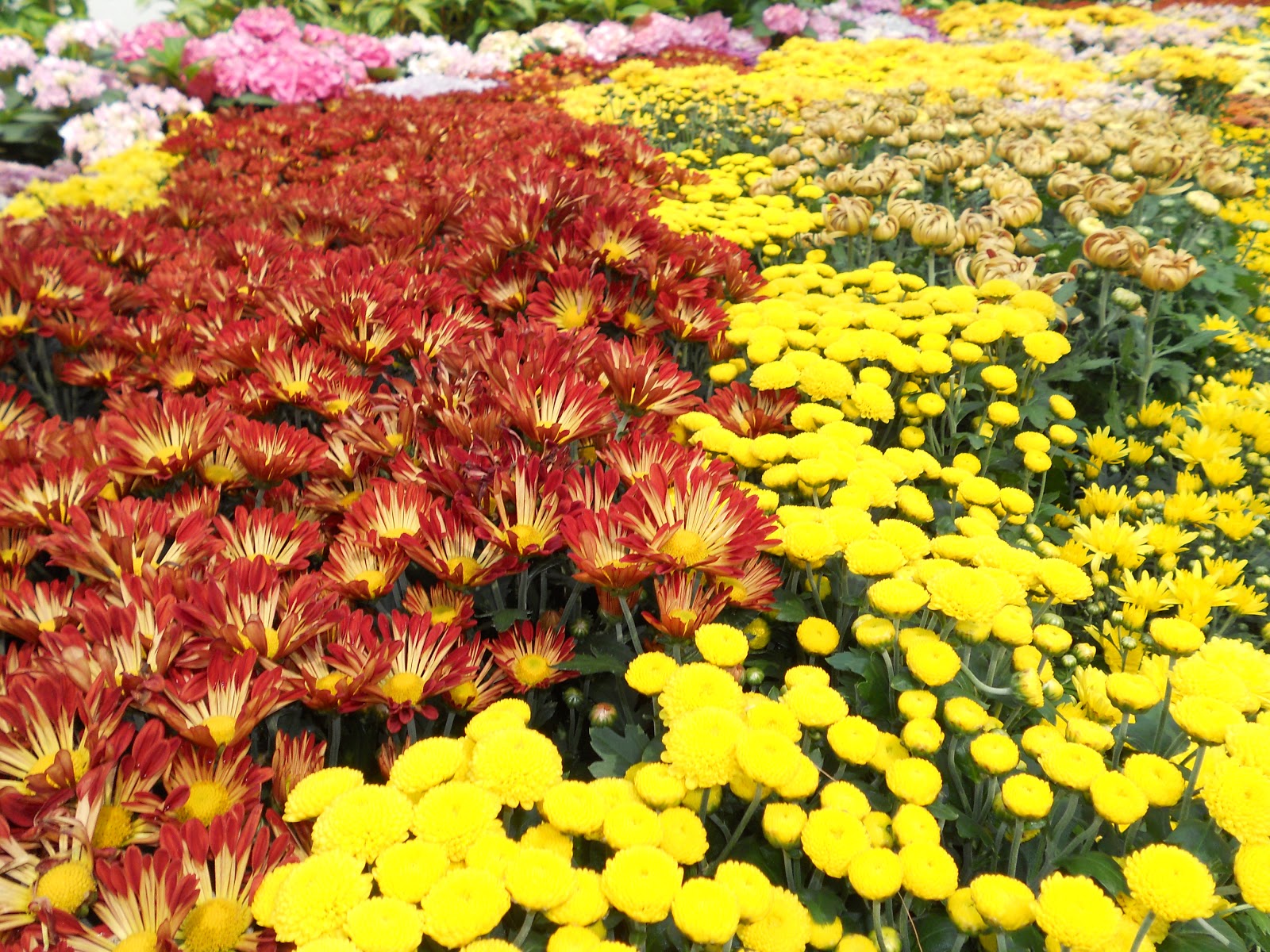Pesta Bunga Floria Putrajaya 2012 - Relaks Minda