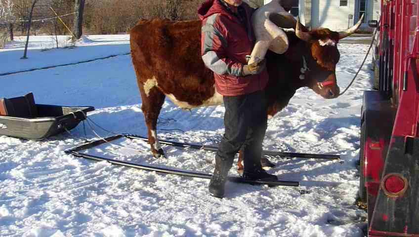 storybrookeripples: ox and dog blog: To Make a Single Ox Yoke, Part 10