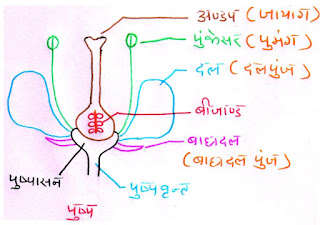 Rabi Crops, Chromosome Numbers, Center of Origin, Floral Biology ...