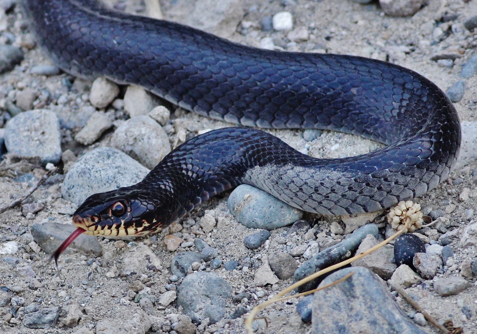 Biodiversity of Cyprus by NGO Protection of the Natural Heritage and ...