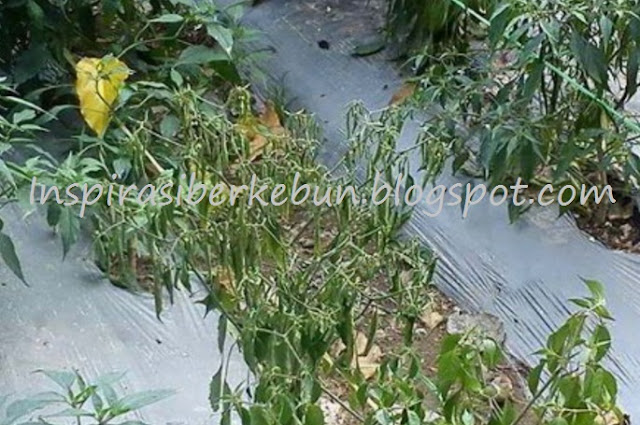 Cara Mengatasi Daun Layu Seperti Terbakar Pada Tanaman Cabai ...