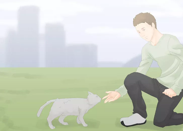 How to Handle a Stray Cat - Catching a Stray Cat - animal world