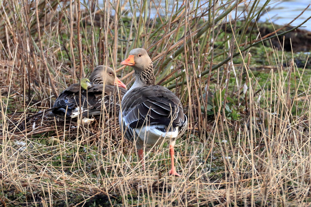 Polders Poelgeest: Rietganzen en nieuws over ATJA