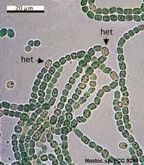 Biologi - Peran Monera yang menguntungkan dan merugikan dalam kehidupan ...