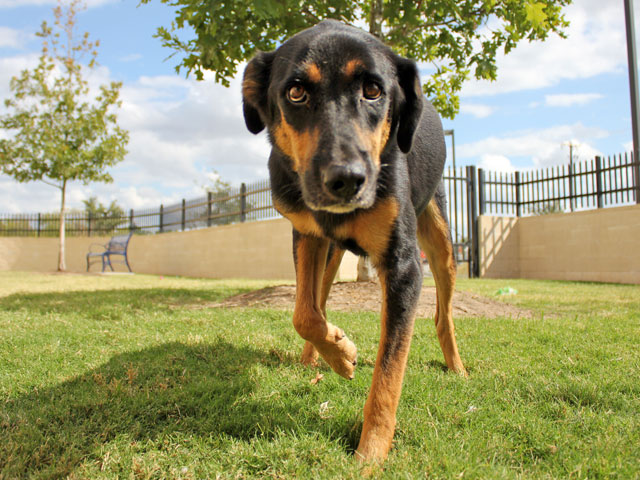 Rockwall Pets: Sam is a lover