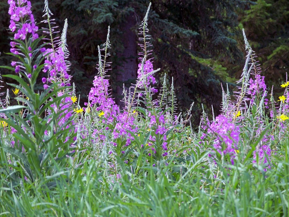 Fireweed
