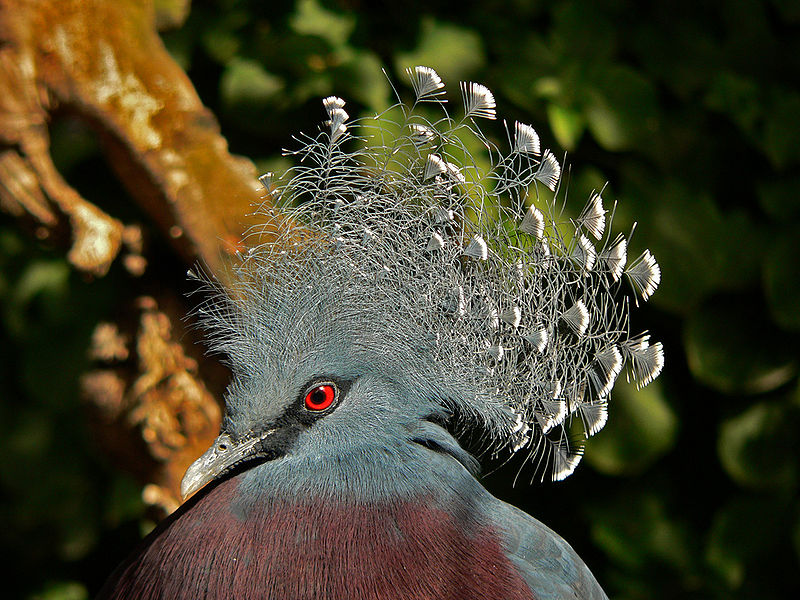 Musings of a Biologist and Dog Lover: Interesting Animal: Victoria ...