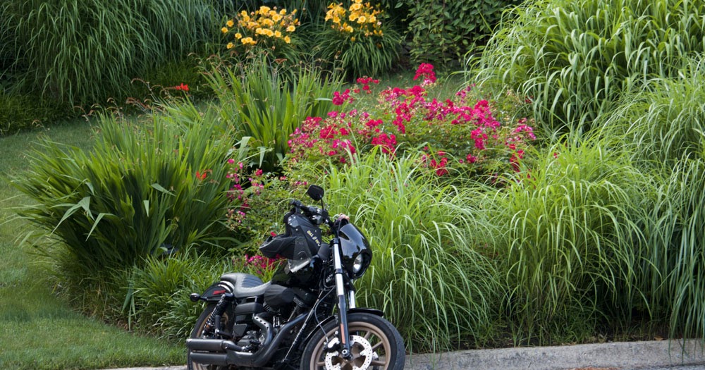 A Picture Each Day: Motorcycle Garden